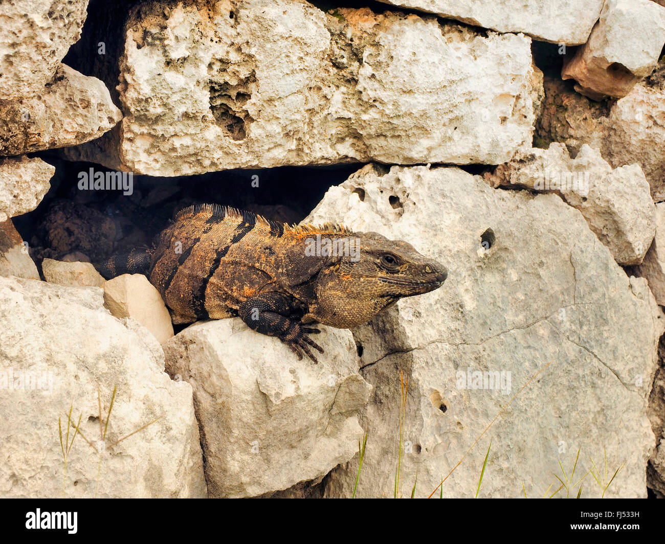 Yucatan spinytail iguana (Ctenosaura defensor), looks out of a wall ...