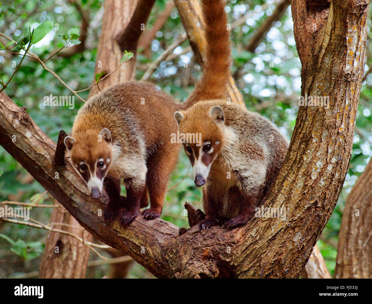 White-nosed coati (Nasua narica), sitting on a tree, Mexico, Yukatan ...