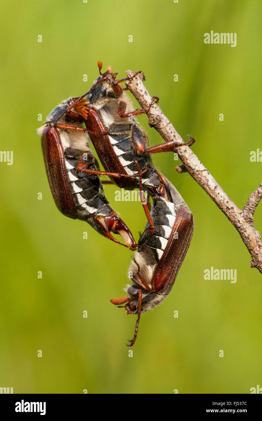 Common cockchafer, Maybug, Maybeetle (Melolontha melolontha), three ...