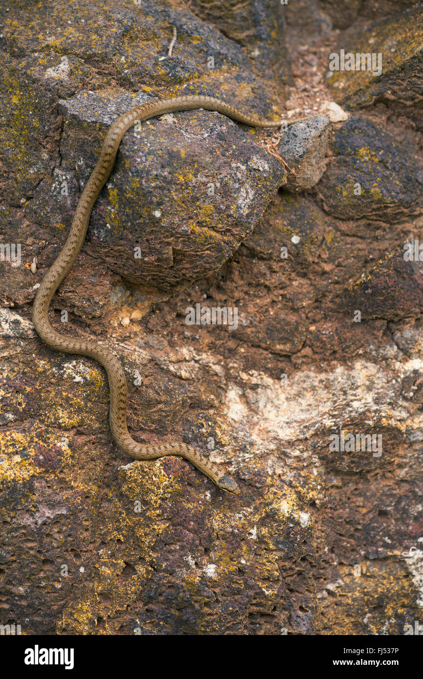 smooth snake (Coronella austriaca), creeps over a rock, Germany, Baden ...