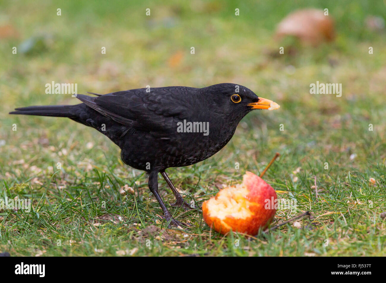 Blackbird eating apple hi-res stock photography and images - Alamy
