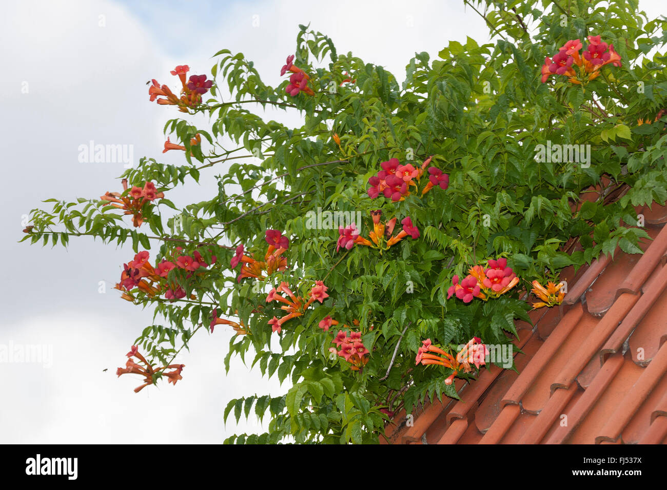 Trumpet Vine, Trumpet creeper (Campsis spec., Bignonia spec., Tecoma ...