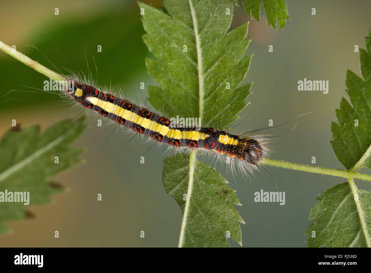 Grey dagger, Grey dagger moth (Acronicta psi, Acronycta psi, Apatele ...