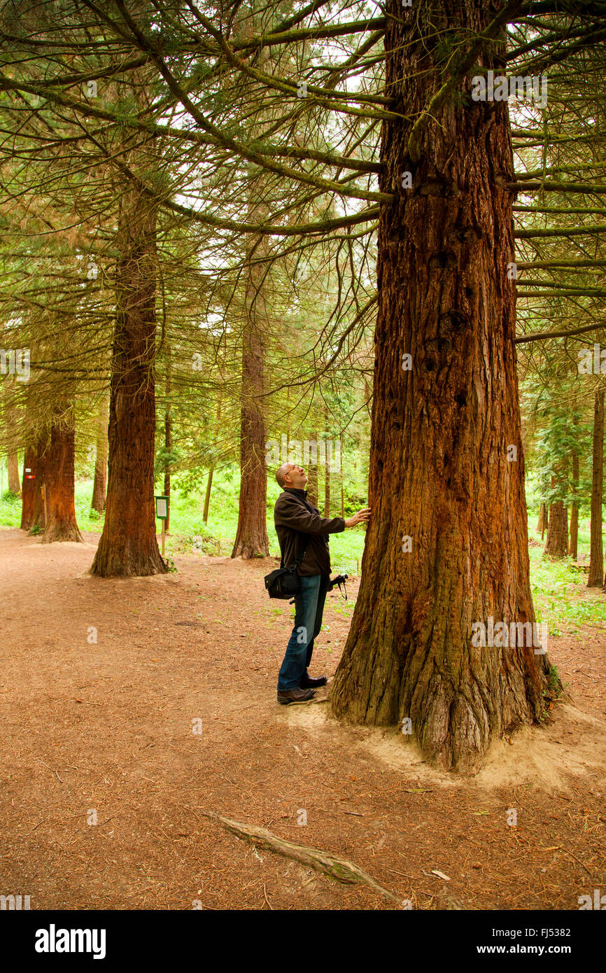 Giant redwoods scale hi-res stock photography and images - Alamy