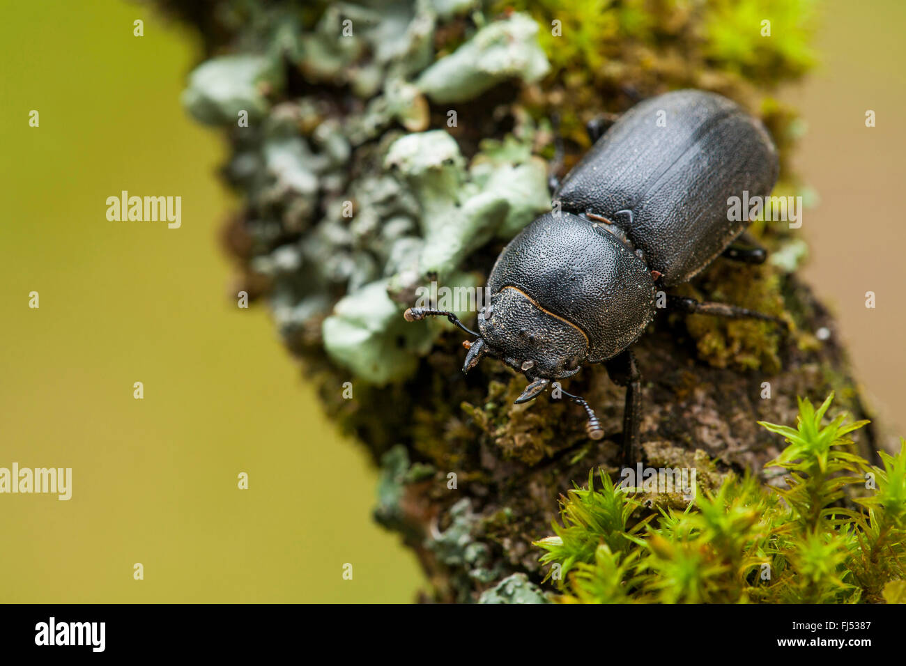 stag beetle, European stag beetle (Lucanus cervus), female, Germany ...