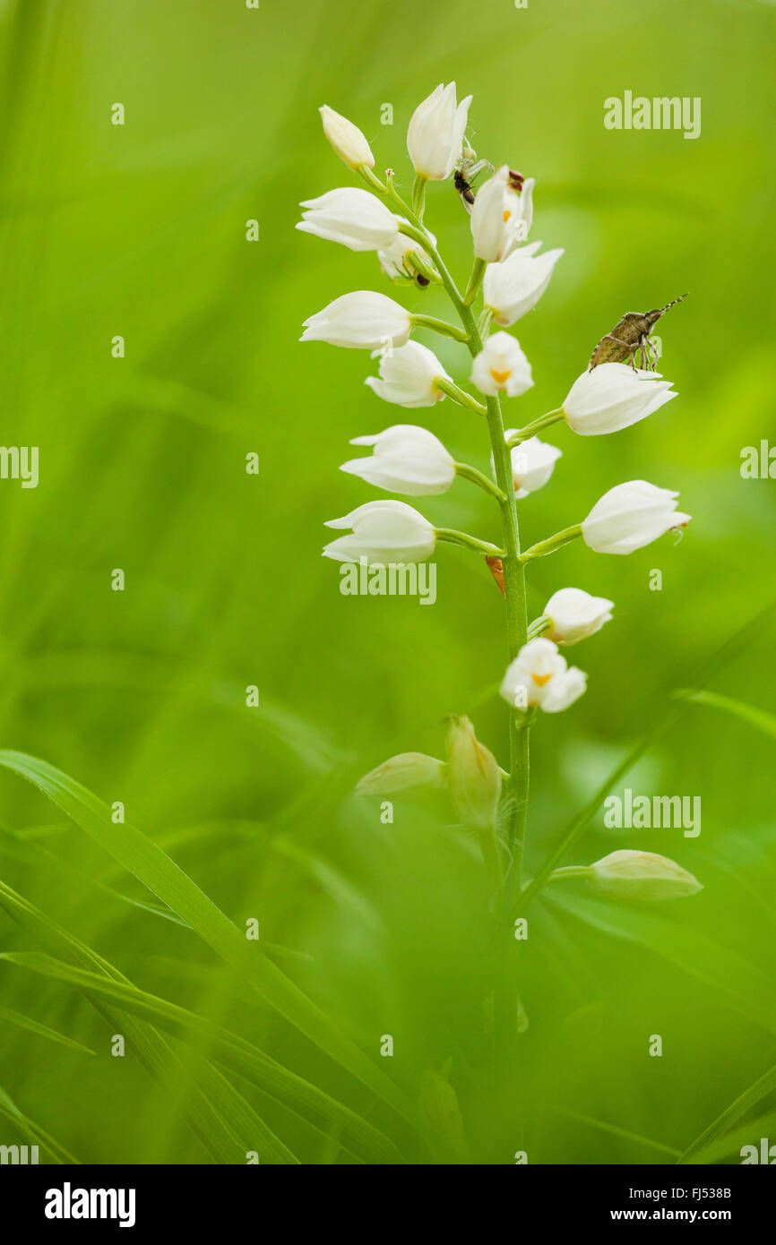 White helleborine (Cephalanthera damasonium), inflorescence, Germany ...