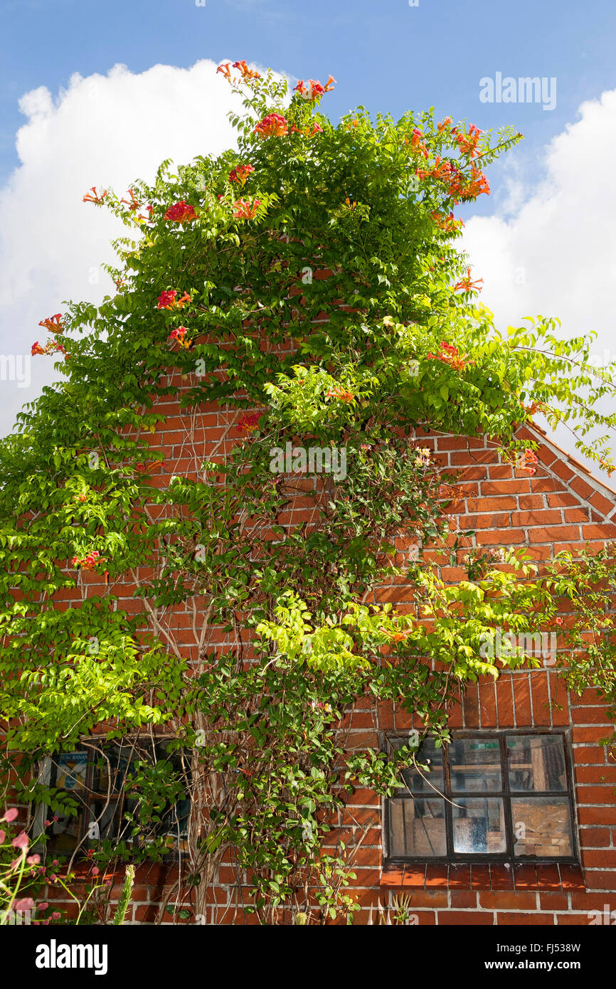 Trumpet Vine, Trumpet creeper (Campsis spec., Bignonia spec., Tecoma ...
