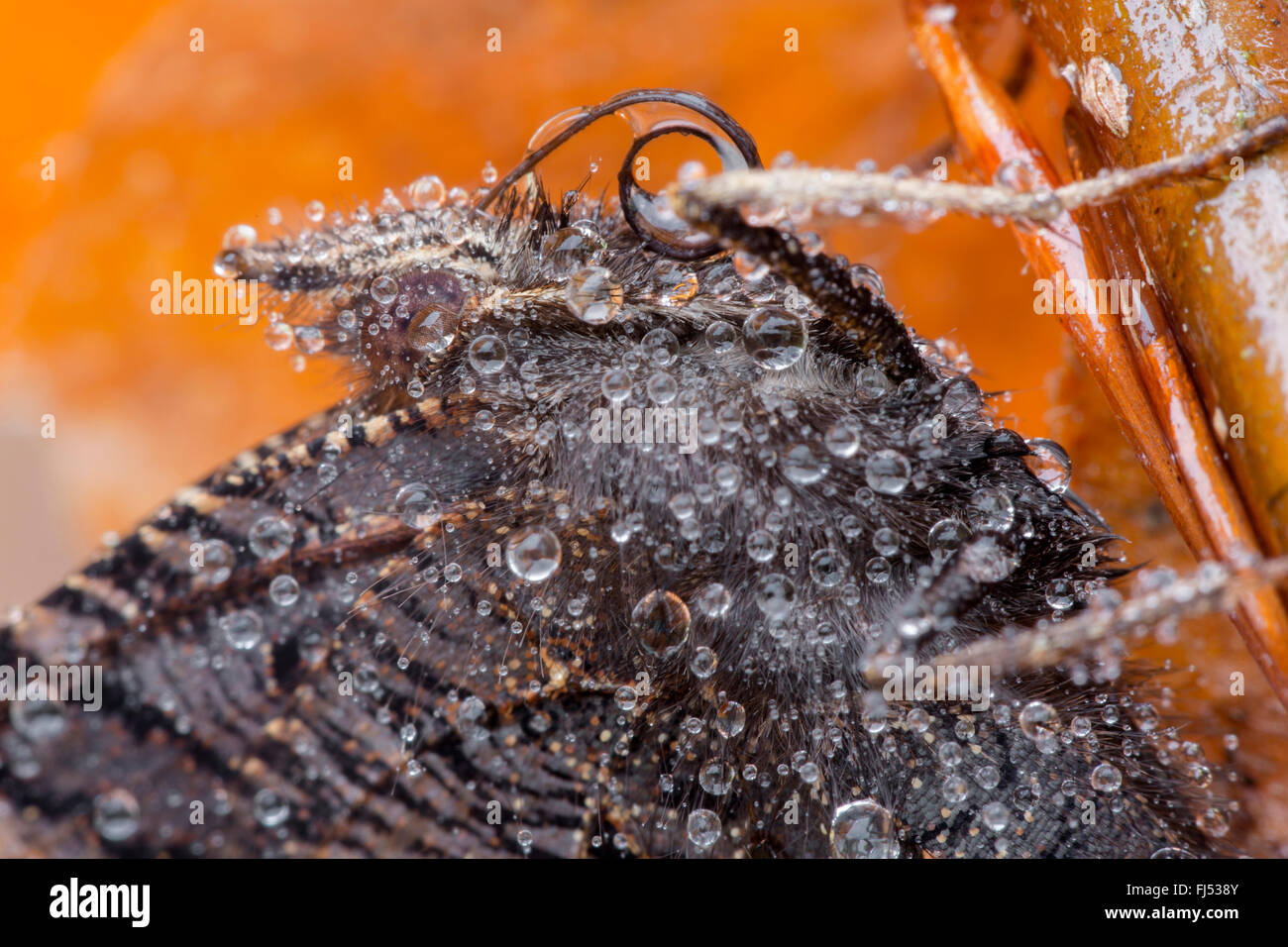 Peacock butterfly, European Peacock (Inachis io, Nymphalis io), covered ...