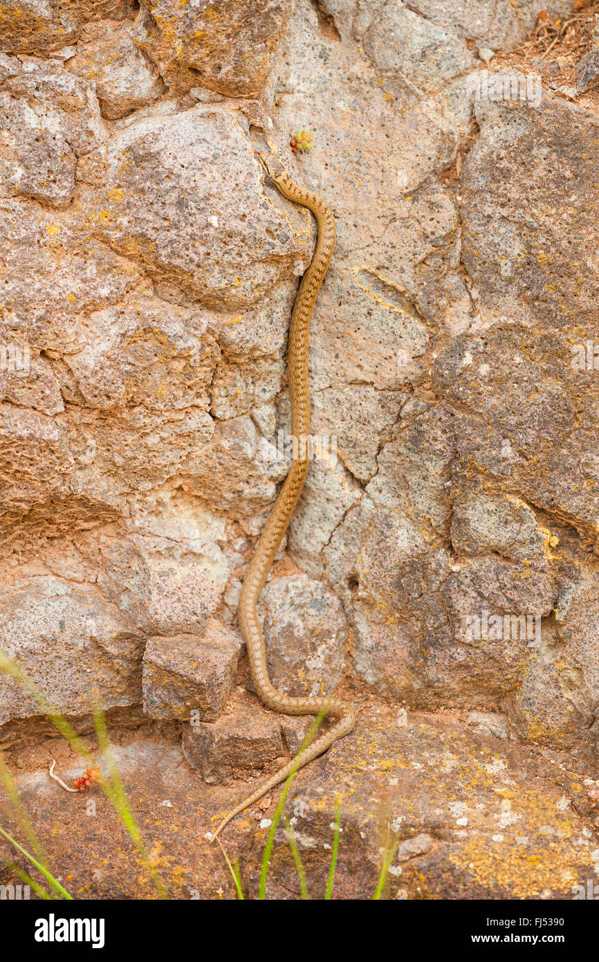 smooth snake (Coronella austriaca), creeps up a rock, Germany, Baden ...