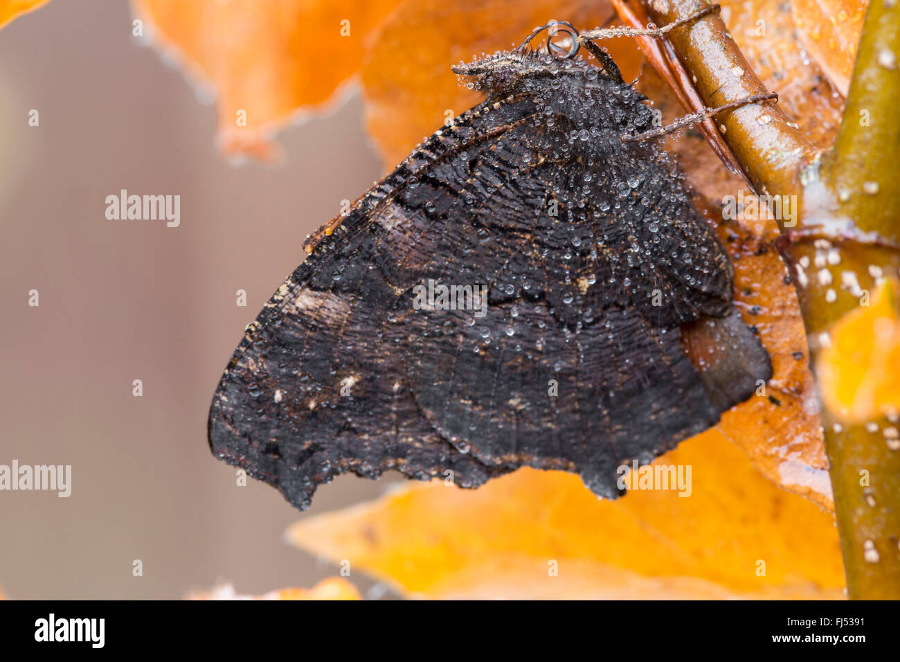 Peacock butterfly, European Peacock (Inachis io, Nymphalis io), at ...