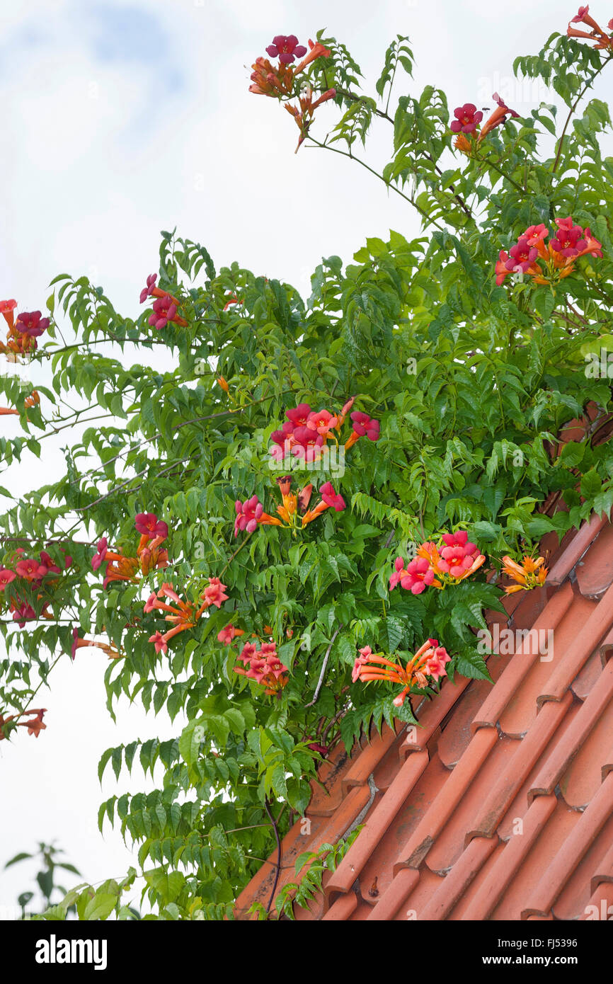 Trumpet Vine, Trumpet creeper (Campsis spec., Bignonia spec., Tecoma ...