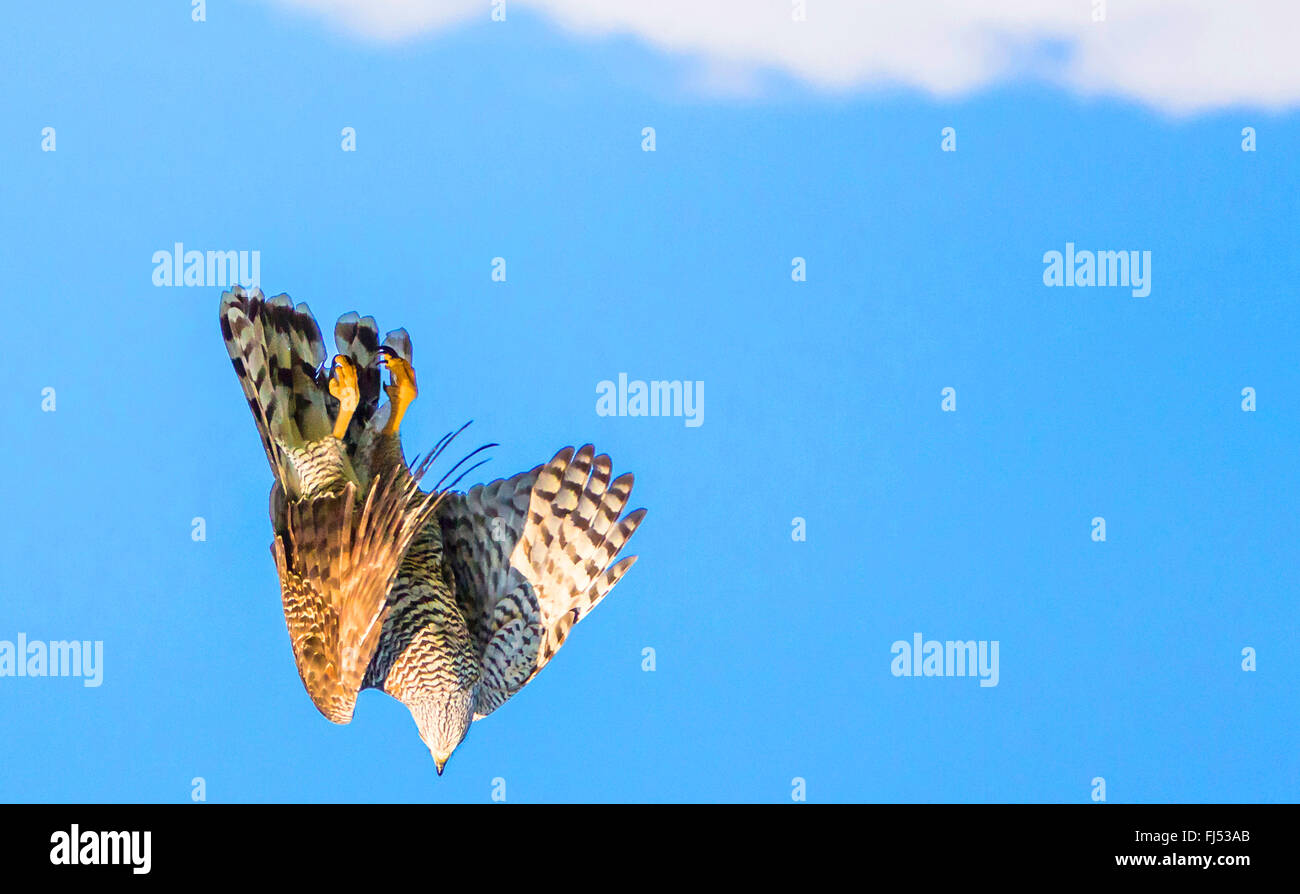 northern goshawk (Accipiter gentilis), nose diving, Germany, Bavaria ...