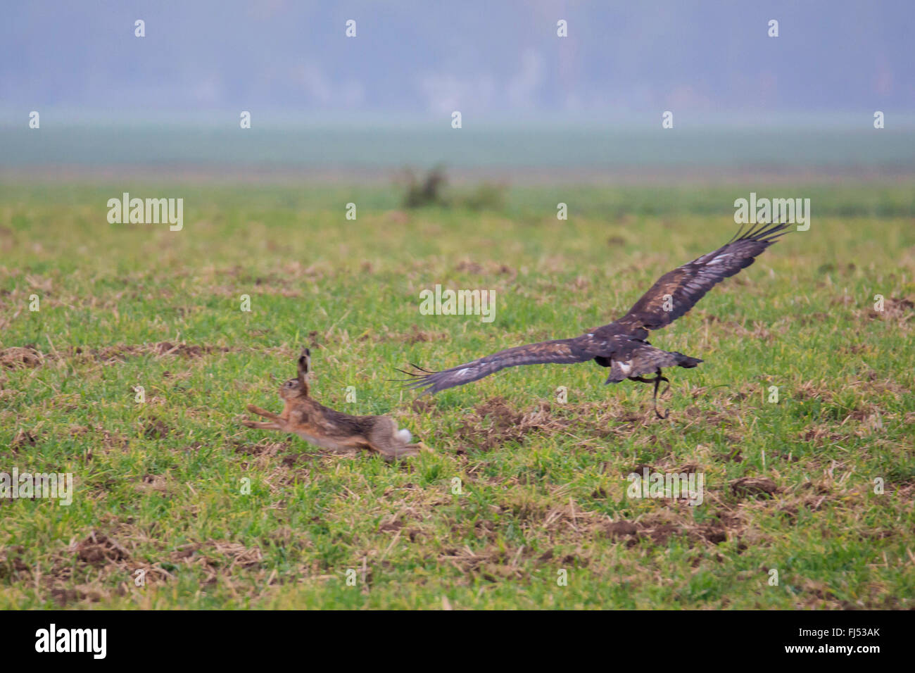 golden eagle (Aquila chrysaetos), hunts a hare, Germany, Bavaria Stock ...
