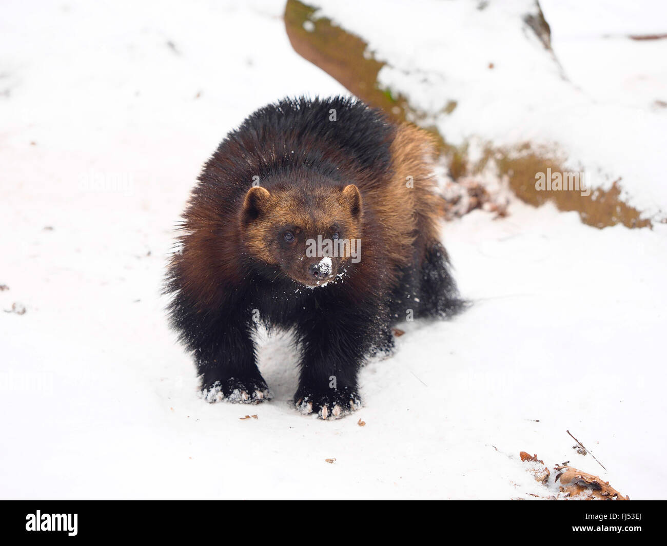 Wolverine animal with prey hi-res stock photography and images - Alamy