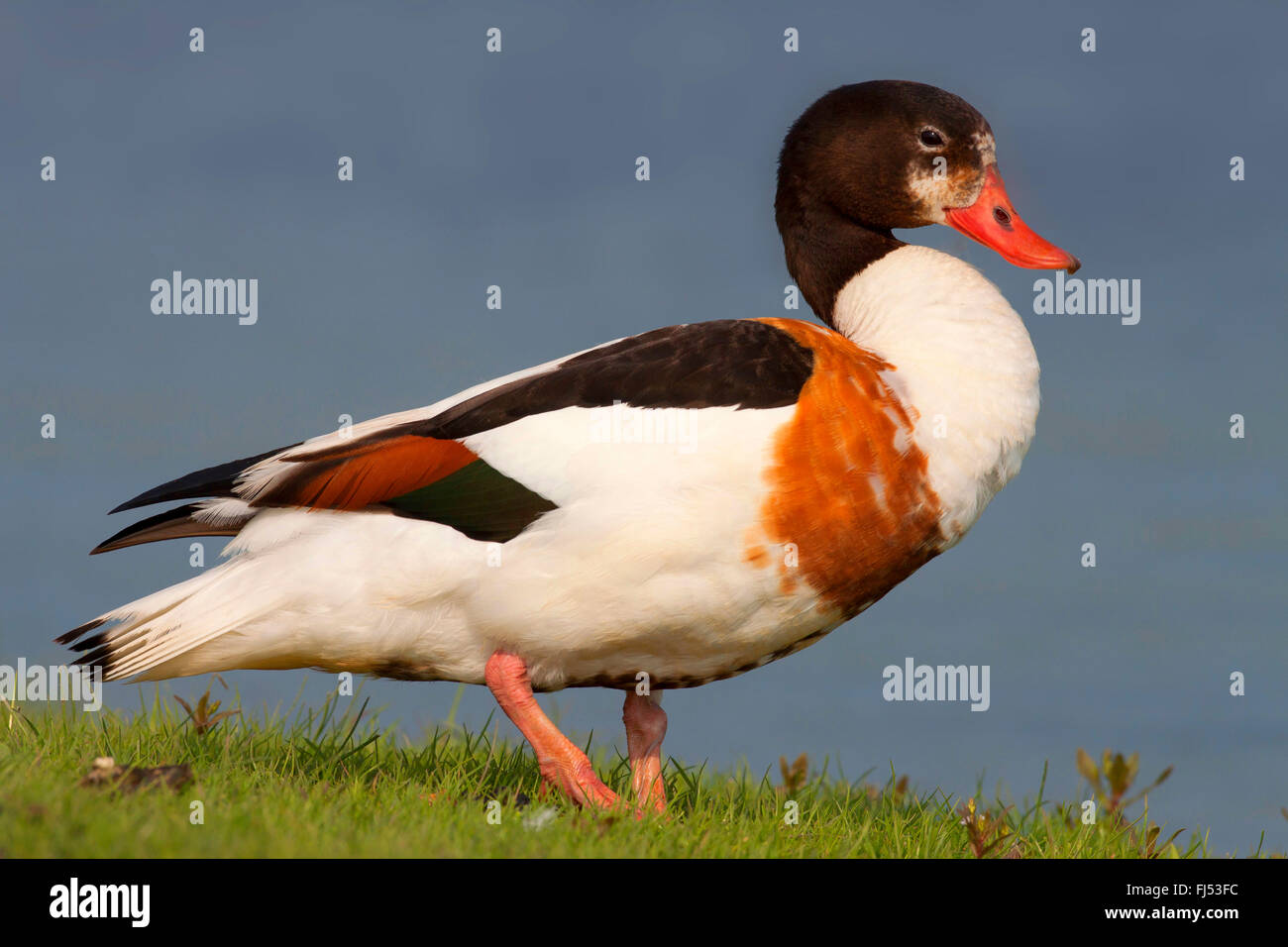 common shelduck (Tadorna tadorna), female standing at the edge of the ...