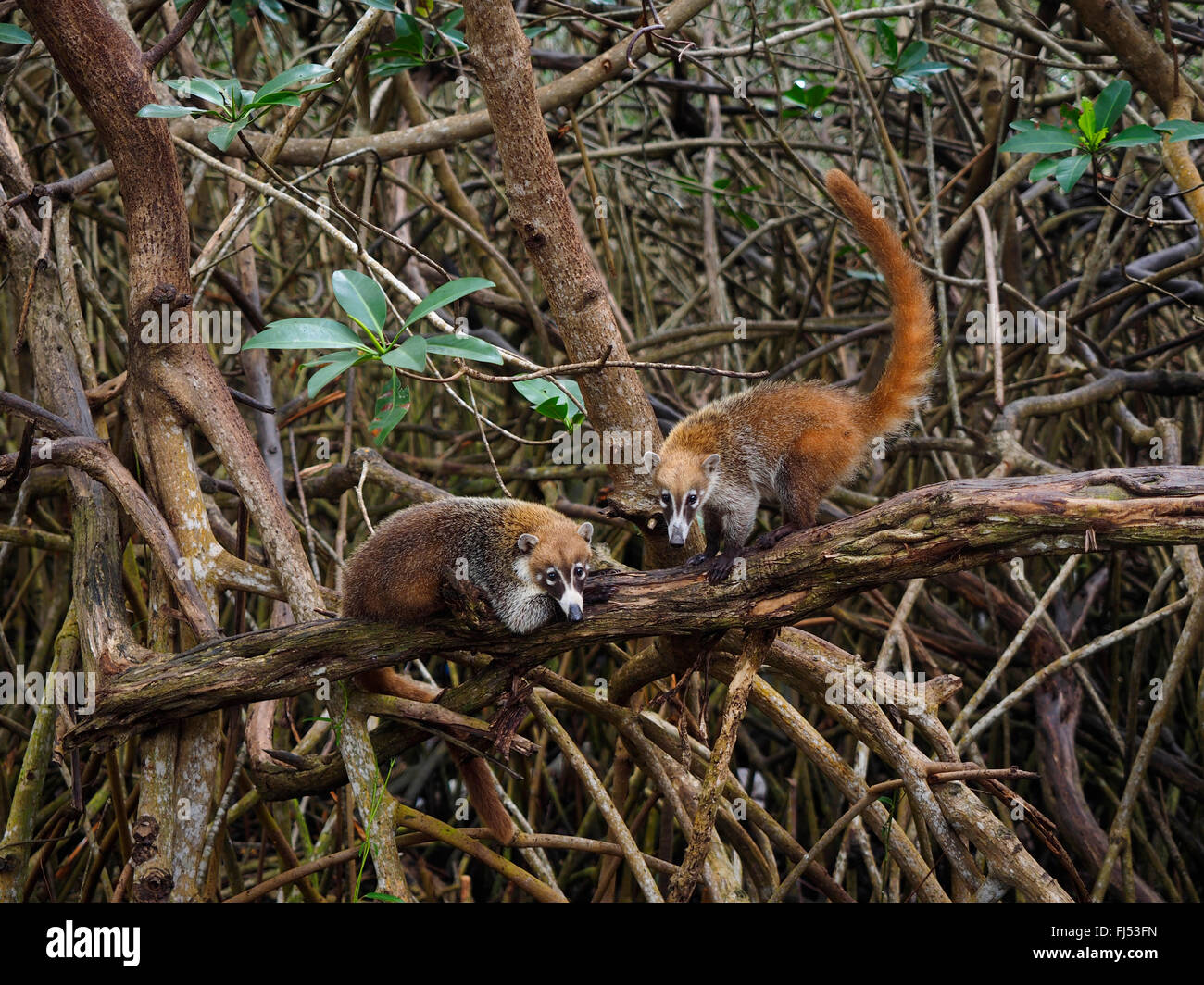 Coatis mexico hi-res stock photography and images - Alamy