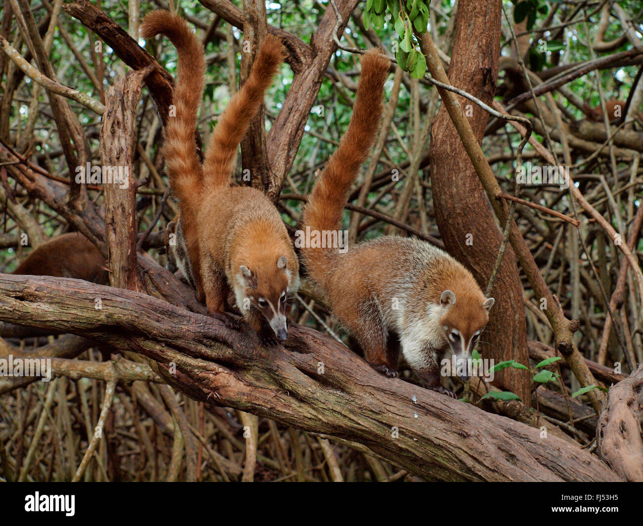 White nosed coati nasua narica group hi-res stock photography and ...