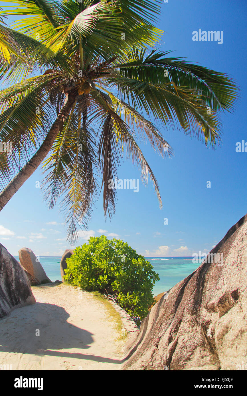 Coconut Tree Lined Beach High Resolution Stock Photography and Images ...