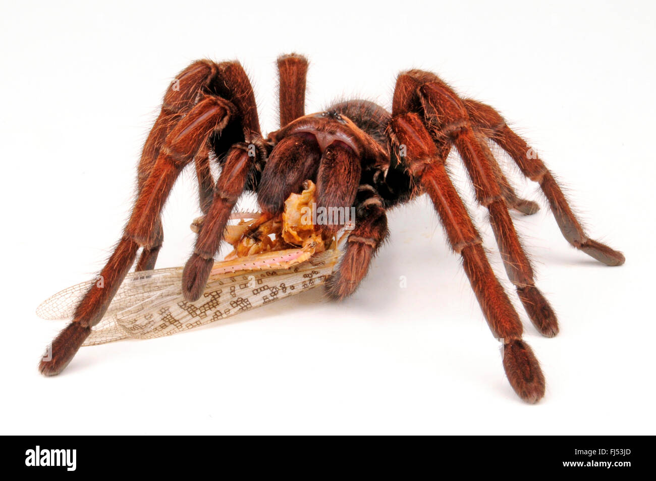 Haitian brown tarantula, Spaniolan giant tarantula (Phormictopus ...