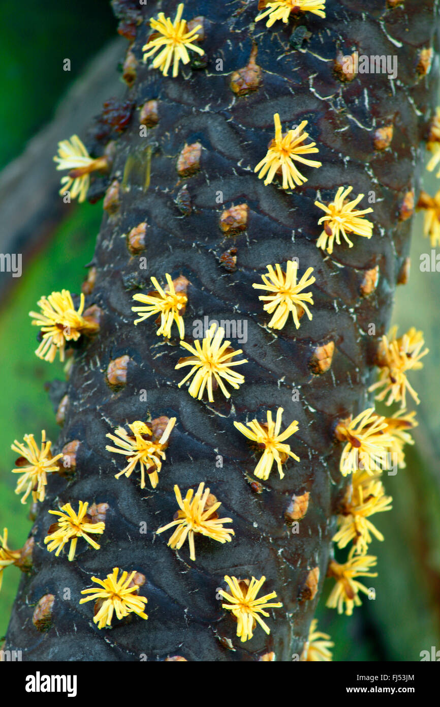 Coconut Flower Blossom High Resolution Stock Photography and Images - Alamy