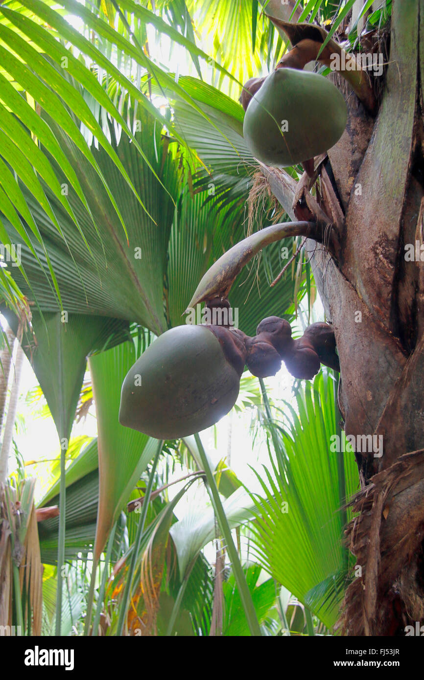 Coco De Mer Palm Tree High Resolution Stock Photography and Images - Alamy