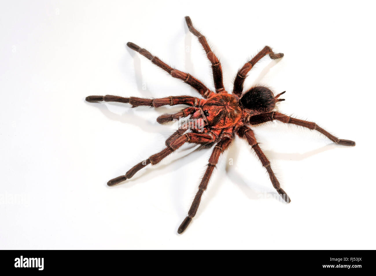 Haitian brown tarantula, Spaniolan giant tarantula (Phormictopus ...