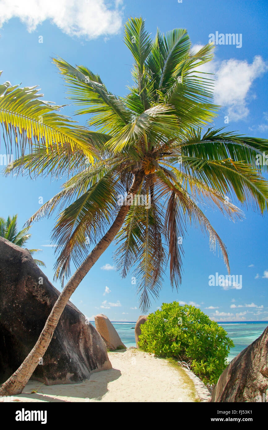 Coconut Tree Lined Beaches High Resolution Stock Photography and Images ...