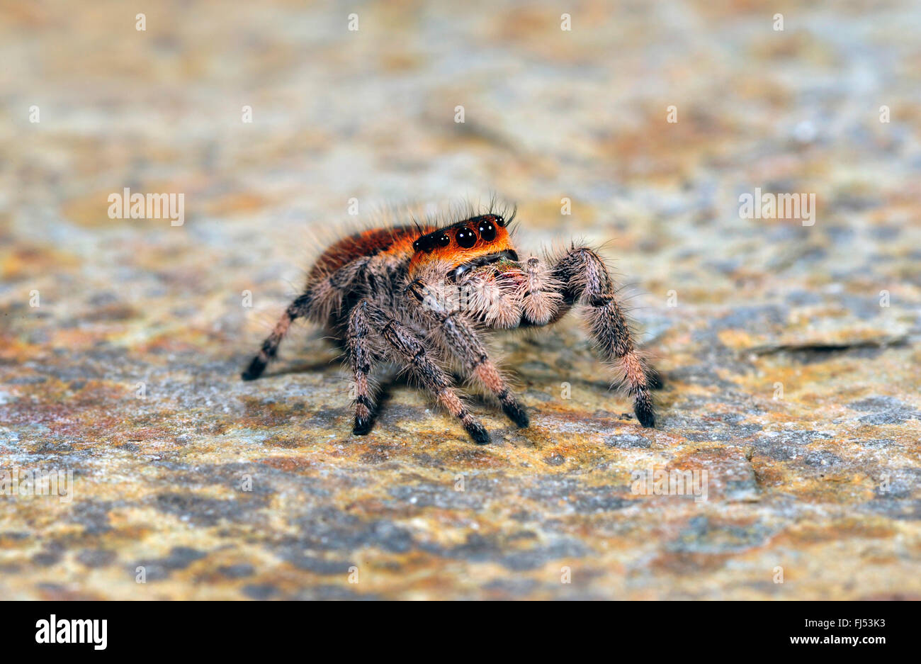 jumping spiders, regal jumping spider (Phidippus regius), female Stock ...