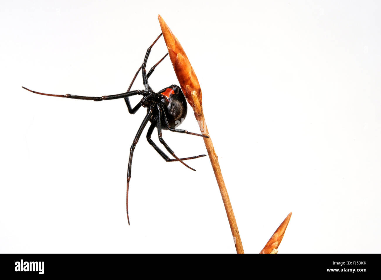 Redback spider, Widow spider, Redback (Latrodectus hasselti), infamous ...