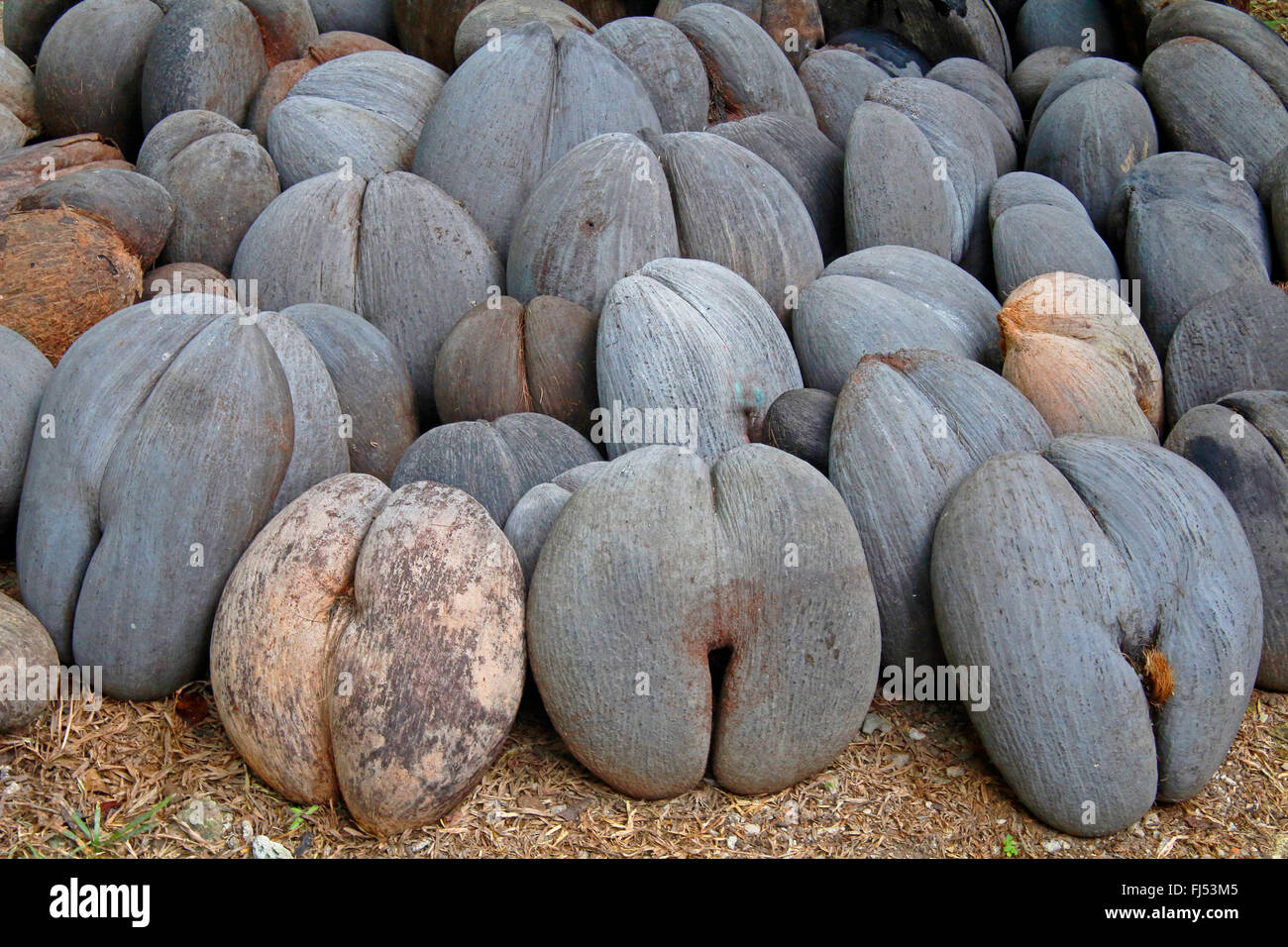 Lodoicea Stock Photos & Lodoicea Stock Images - Alamy