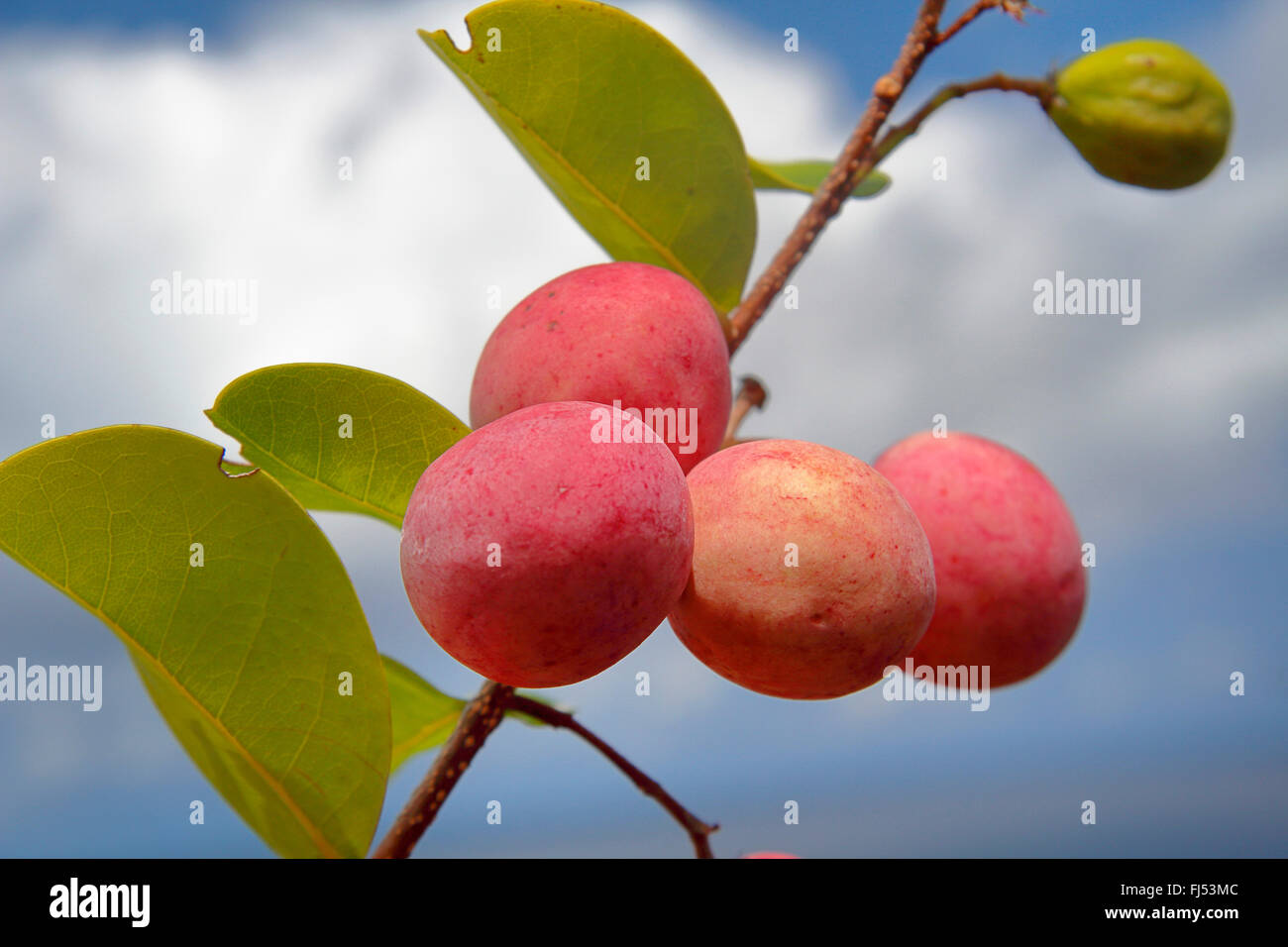Paradise Of The Tropical Fruits High Resolution Stock Photography and ...