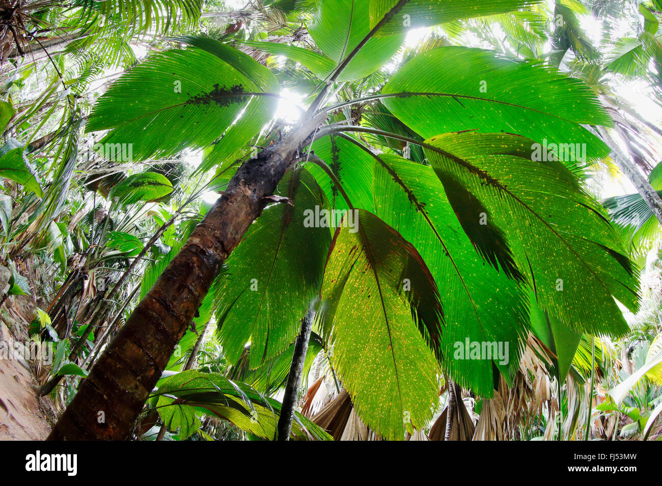 African Forest Canopy High Resolution Stock Photography and Images - Alamy
