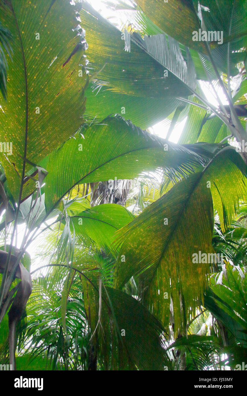 Thief Palm High Resolution Stock Photography and Images - Alamy