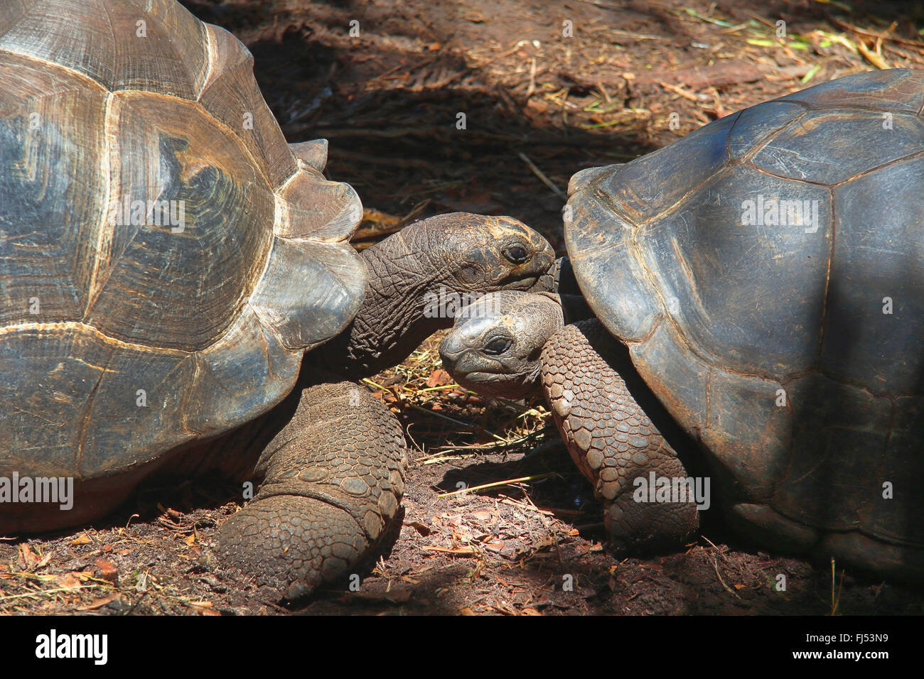 African Giant Tortoises High Resolution Stock Photography and Images ...