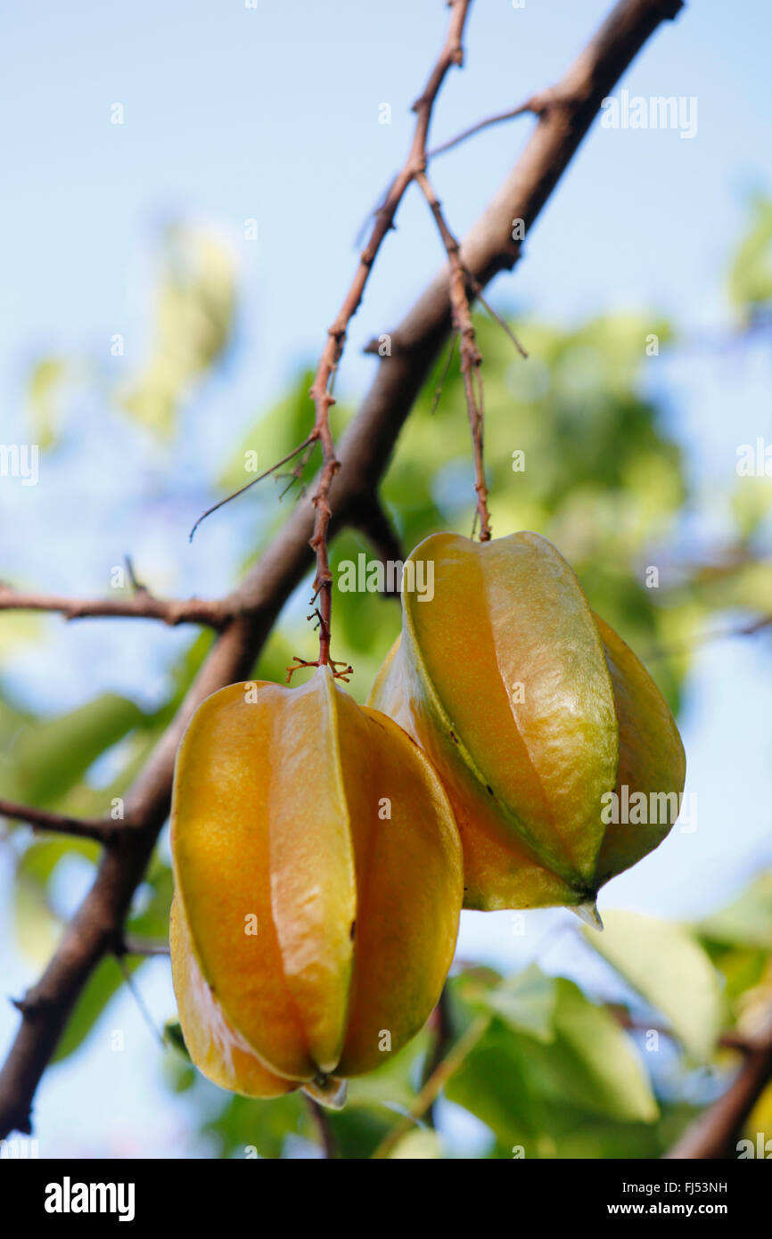 Tropical Fruit Seychelles Stock Photos & Tropical Fruit Seychelles ...