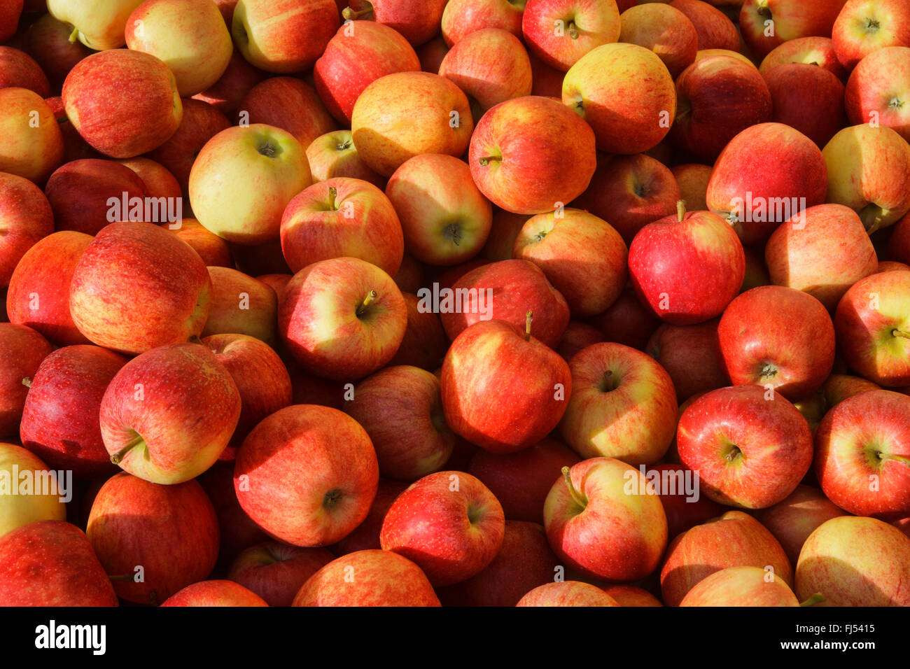 apple (Malus domestica), a lot of red apples, Switzerland Stock Photo ...
