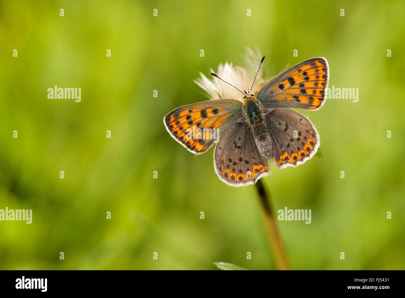 sooty copper (Heodes tityrus, Loweia tityrus, Loweia tityrus, Lycaena ...