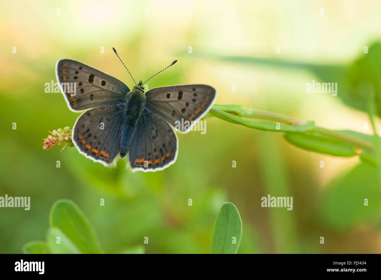 sooty copper (Heodes tityrus, Loweia tityrus, Loweia tityrus, Lycaena ...