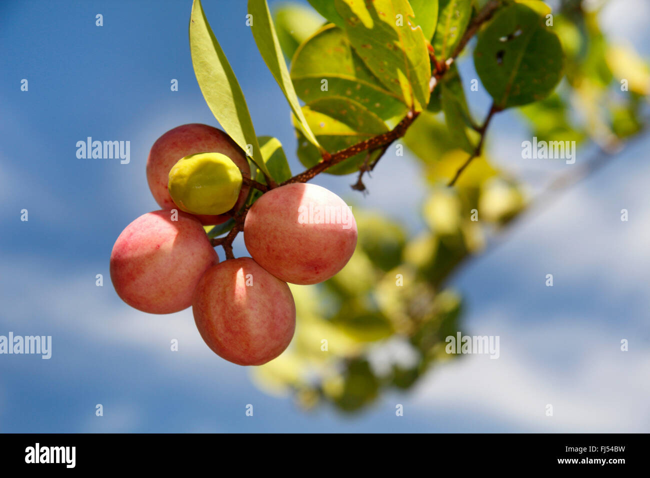 Paradise Fruits High Resolution Stock Photography and Images - Alamy