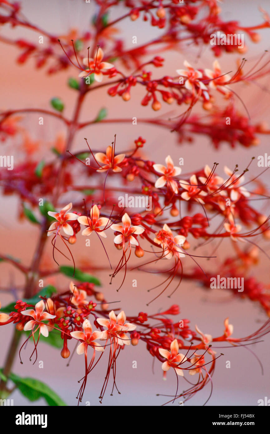 Hanuman Kireetam Clerodendrum High Resolution Stock Photography and ...
