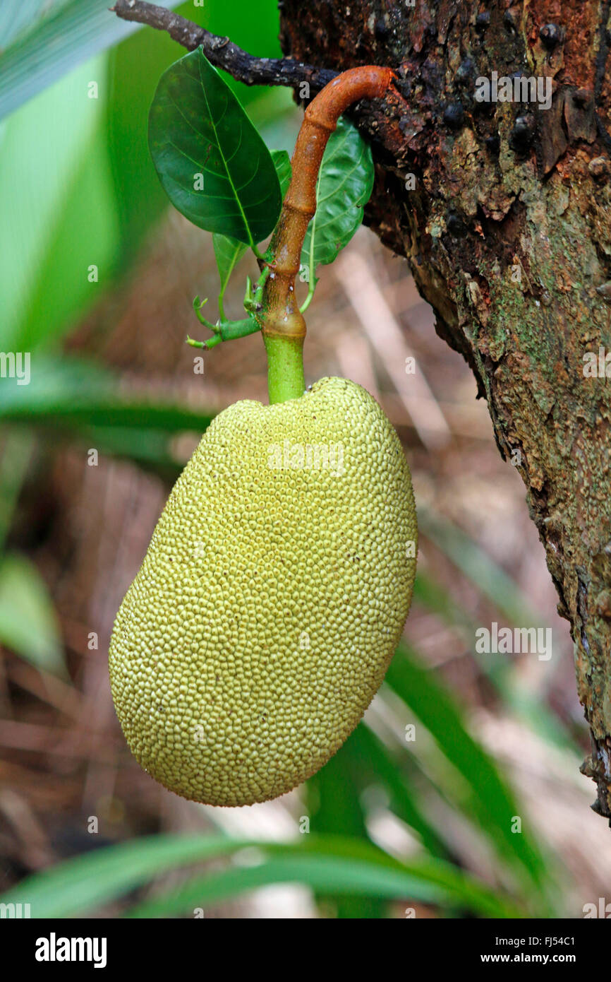 Jack Fruit High Resolution Stock Photography and Images - Alamy