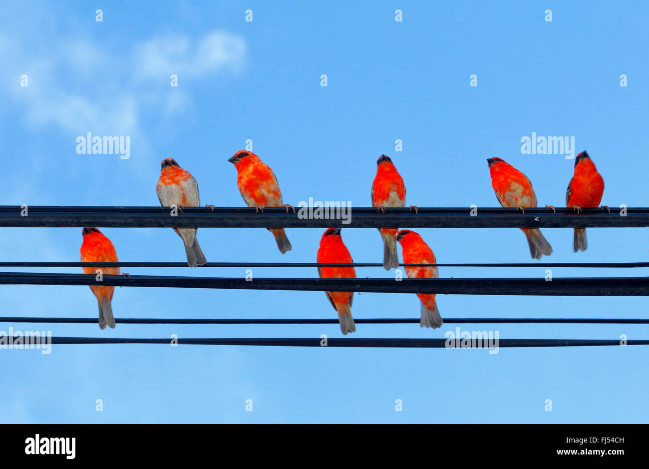 Seychelles Fodies High Resolution Stock Photography and Images - Alamy