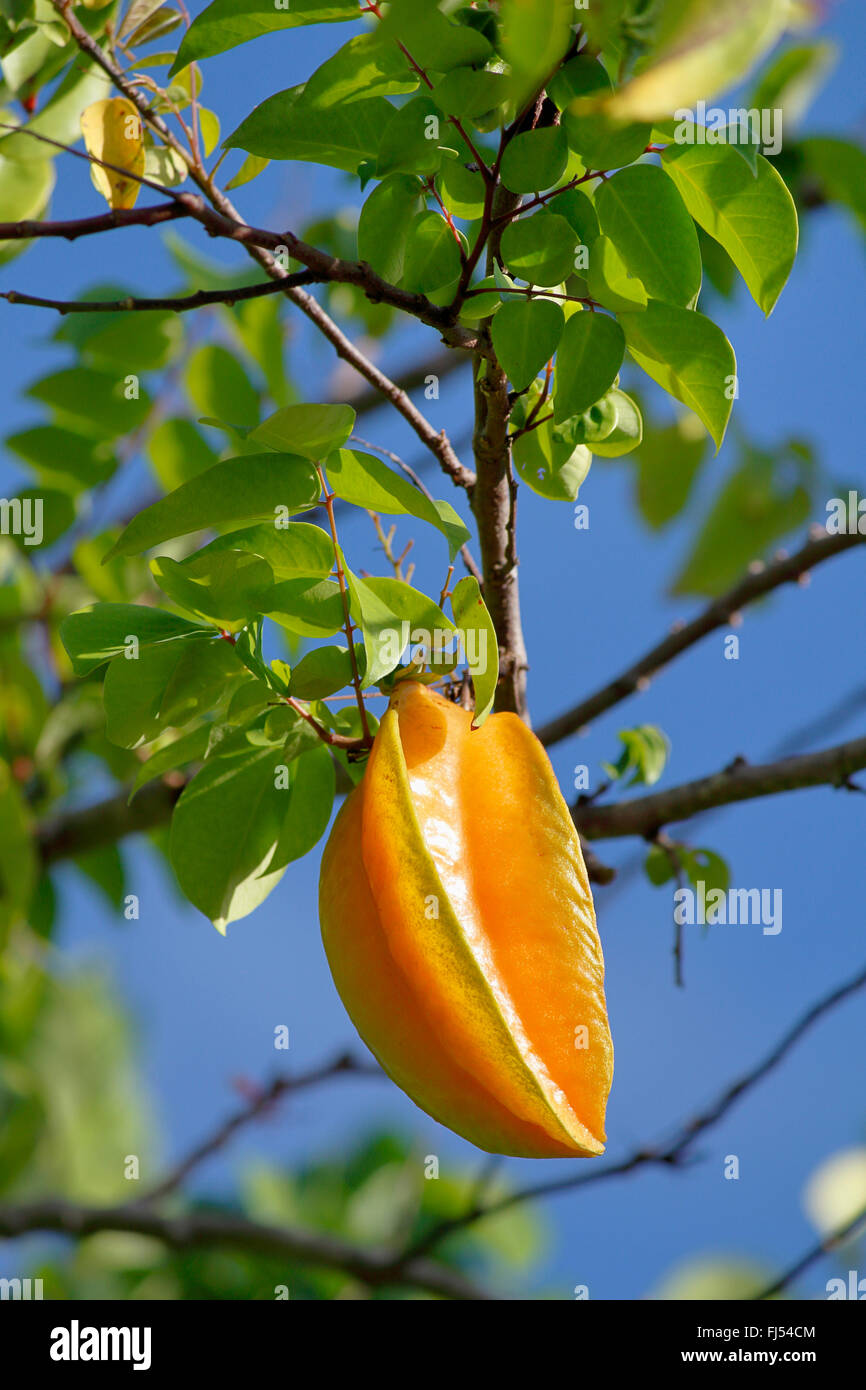 Carambola Averrhoa Carambola Star Fruit High Resolution Stock ...