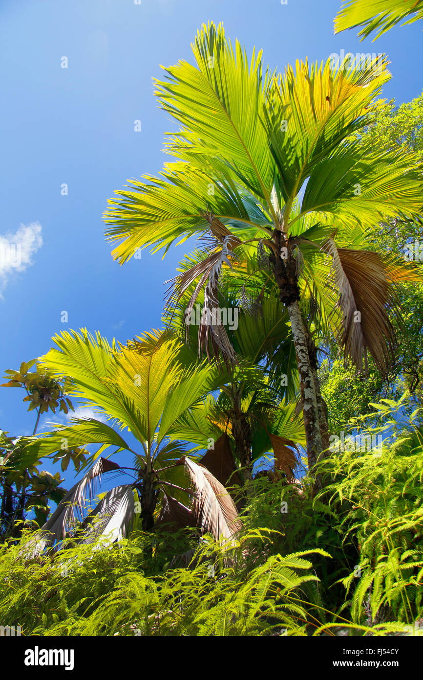 Palm Thief High Resolution Stock Photography and Images - Alamy