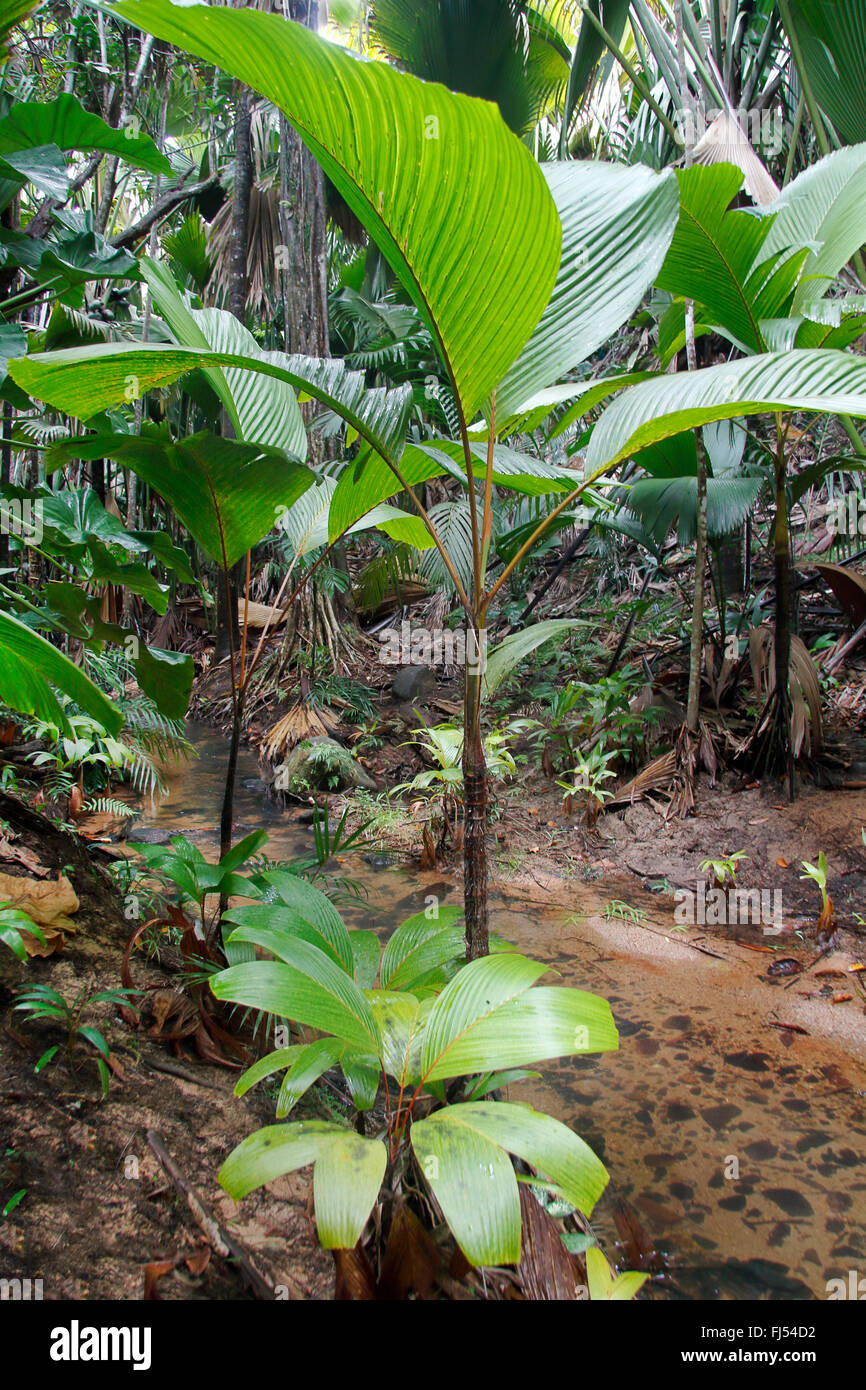 National Plant Of The Seychelles High Resolution Stock Photography and ...