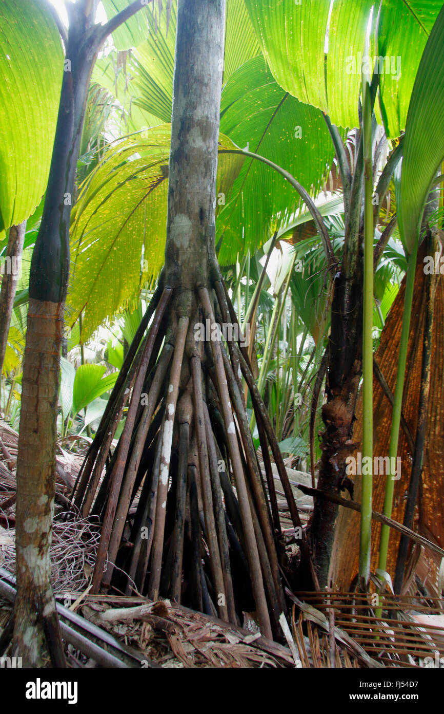 Stilt Root High Resolution Stock Photography and Images - Alamy