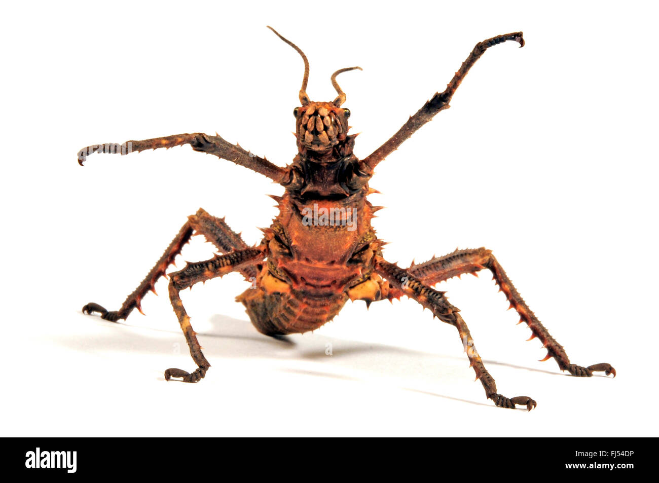 De Haan's Haaniella, Giant Prickly Stick Insect, Macleay's Spectre ...