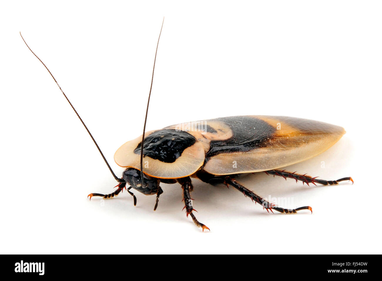 Cockroach side view hi-res stock photography and images - Alamy