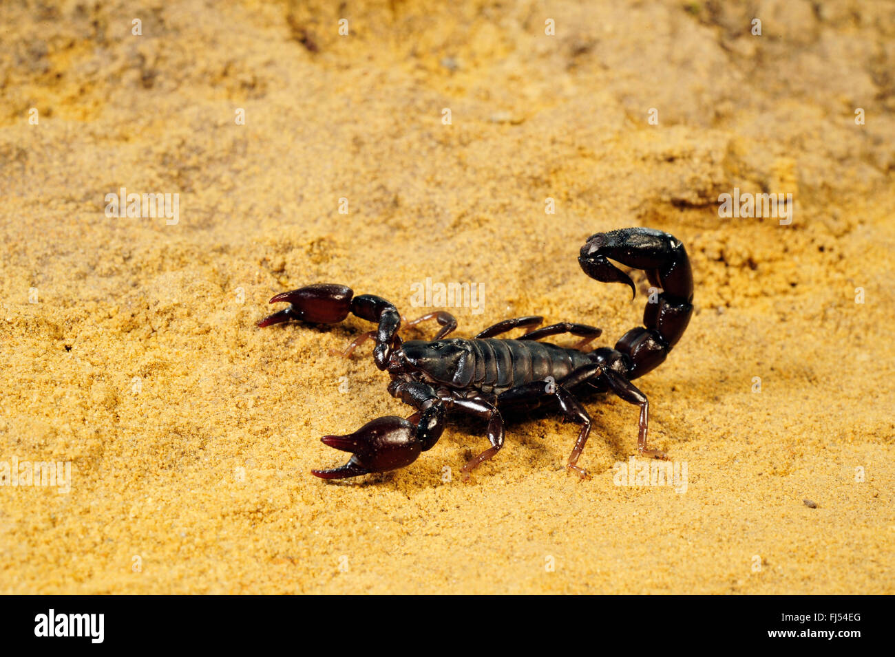 scorpion (Bothriurus keyserlingi), on sand, Chile Stock Photo - Alamy