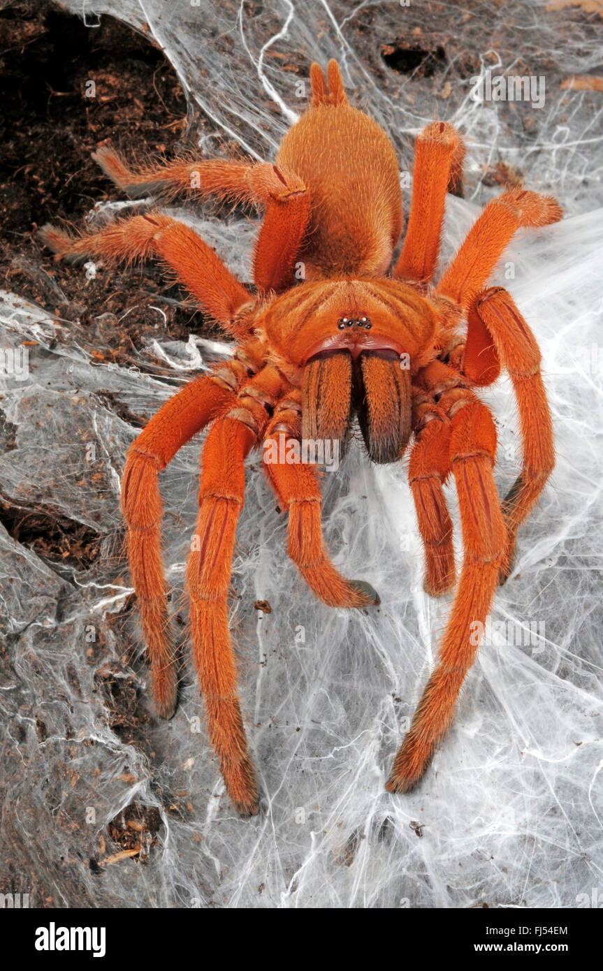 Philippine Tangerine, Philippine Earth Tiger (Orphnaecus philippinus ...